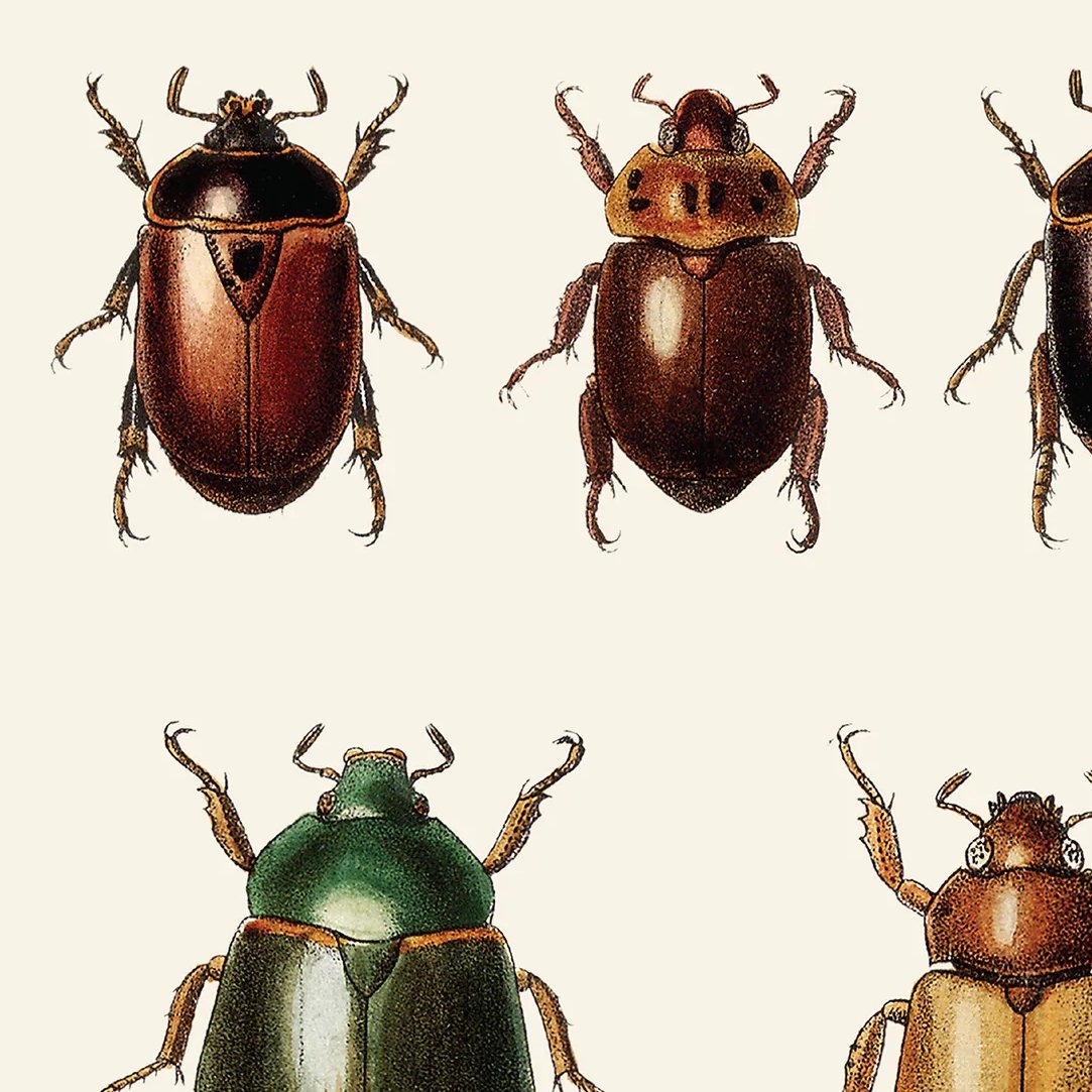 Beetles (sub. Zoology) – THE DYBDAHL CO. US