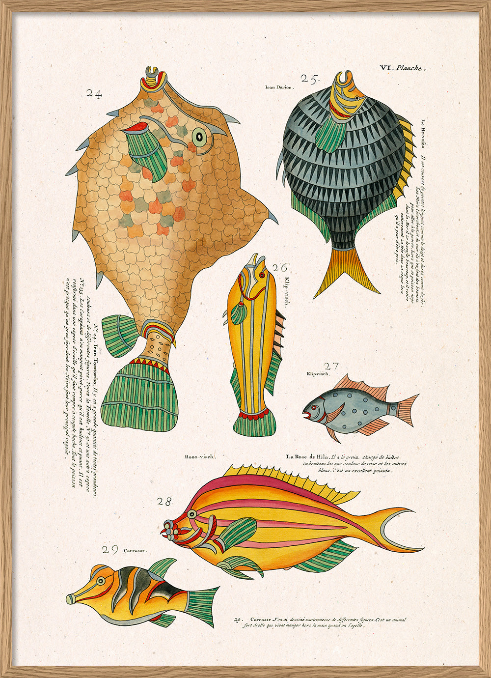 Poissons Colorés Six – THE DYBDAHL CO. US