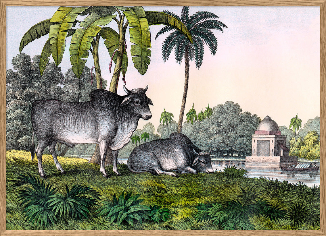 Zebu – THE DYBDAHL CO. US