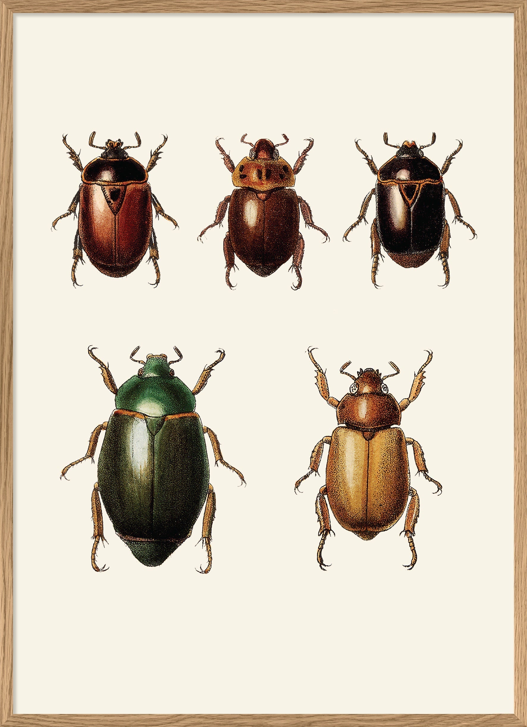 Insectum – THE DYBDAHL CO. US